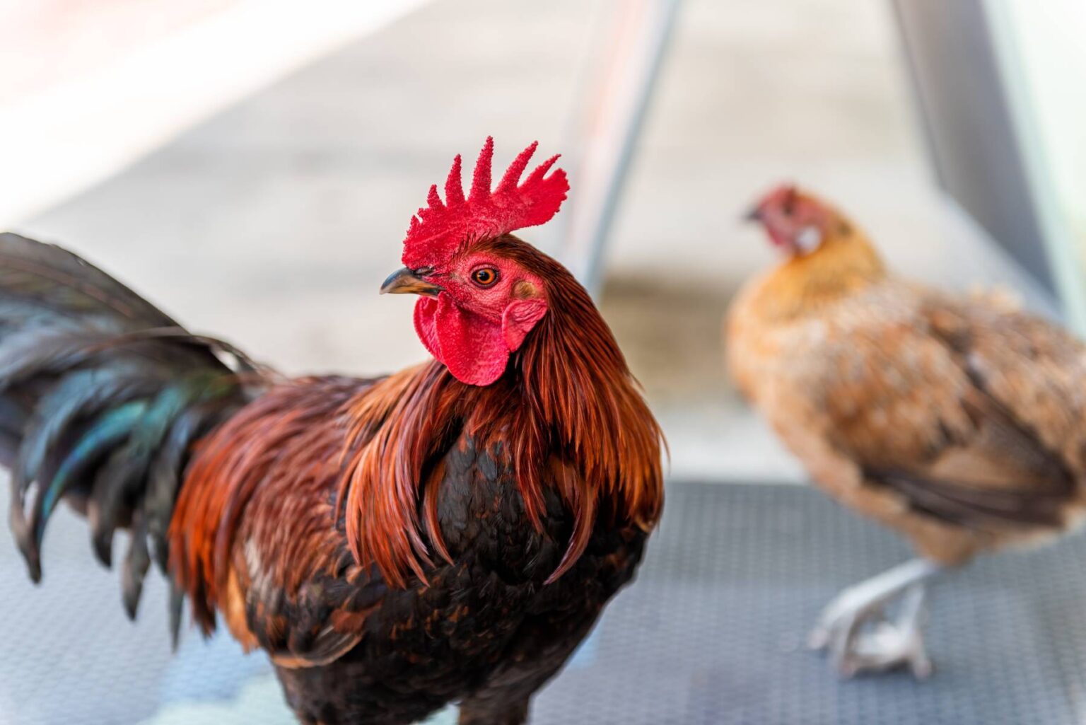 Wild Chickens in Hawaii, California and the Florida Keys - Backyard Poultry